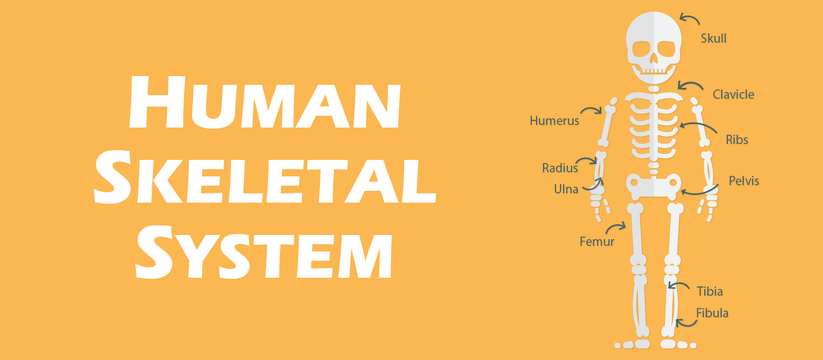 Human Skeleton System D Learn